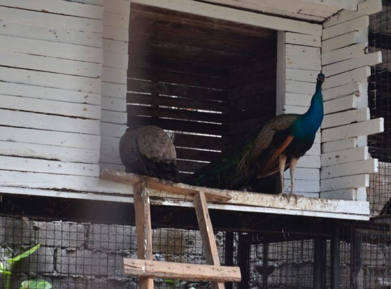 Parish turns garbage dump into mini zoo | CBCPNews