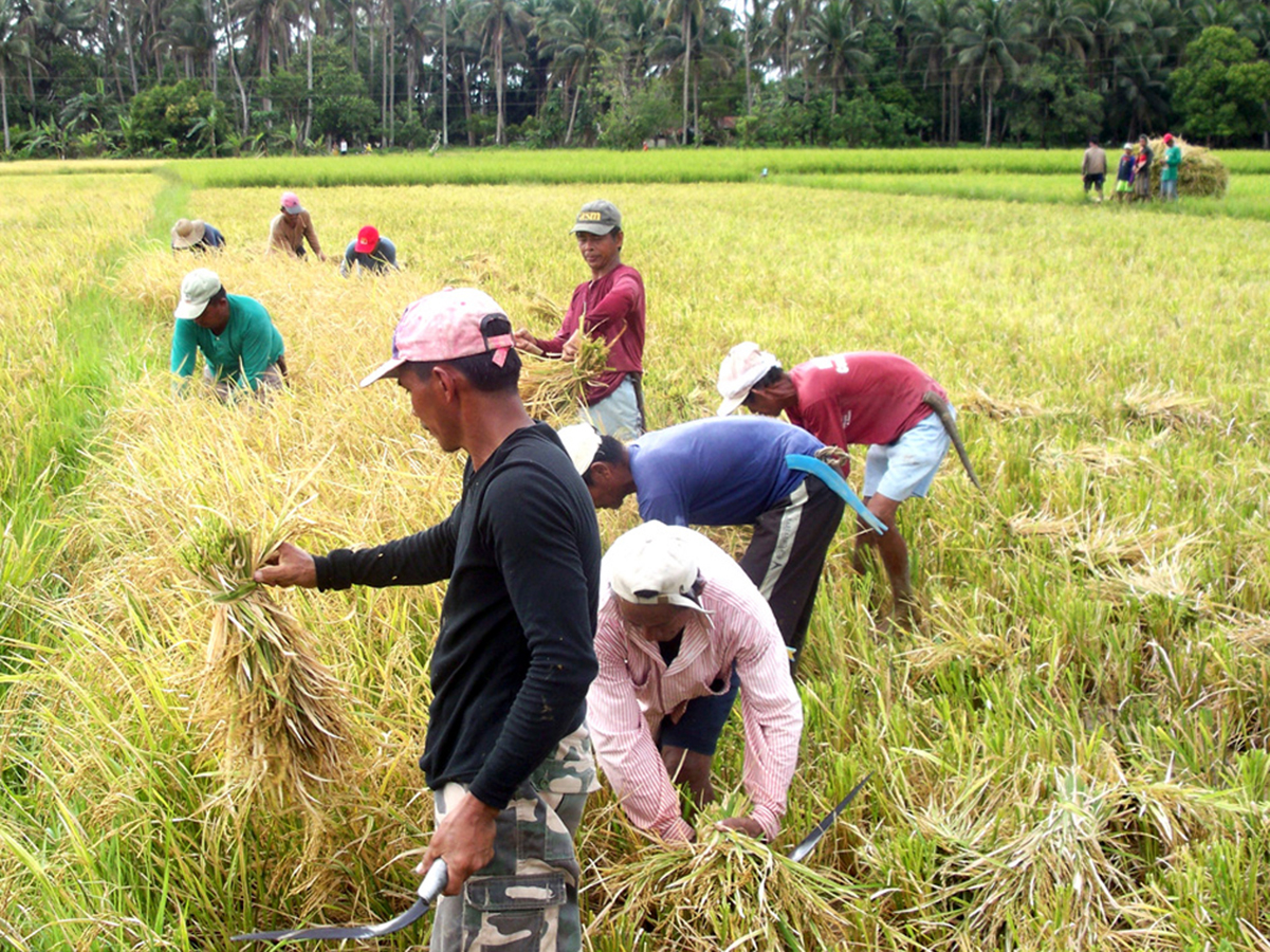 ‘Listen to cry’ of farmers, bishop urges gov’t | CBCPNews